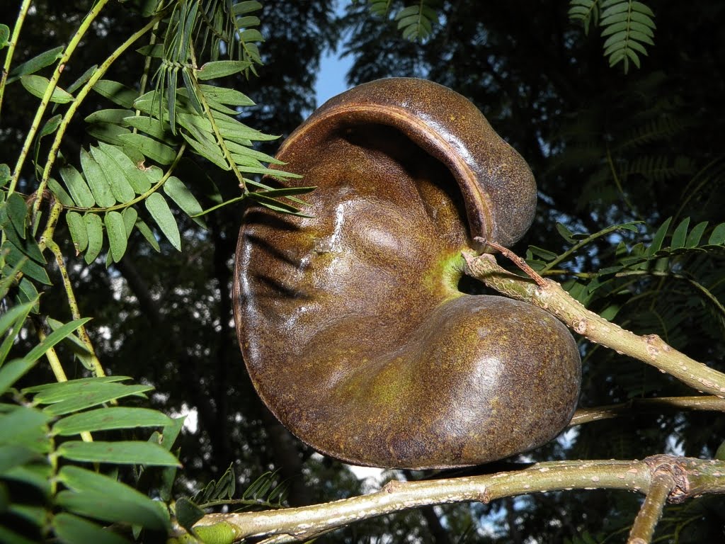 Uruguay's wildlife & Natural sanctuaries - Santuarios naturales & flora ...