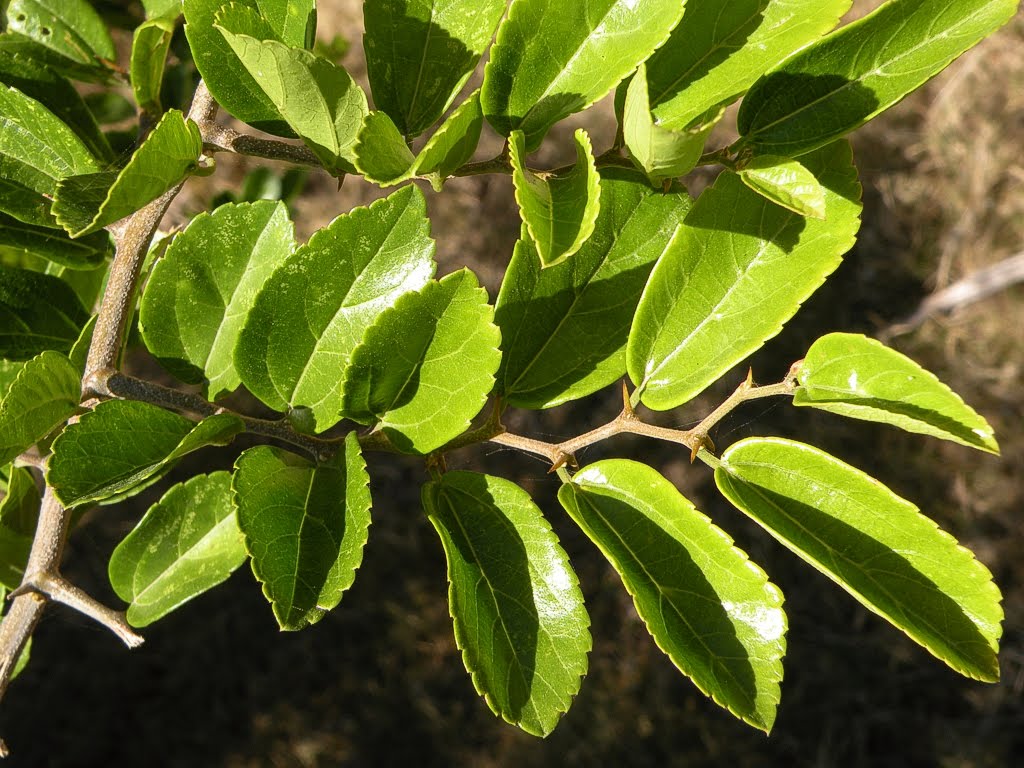 Uruguay's wildlife & Natural sanctuaries - Santuarios naturales & flora ...