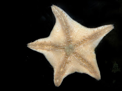 Uruguay's wildlife & Natural sanctuaries - Santuarios naturales & flora ...