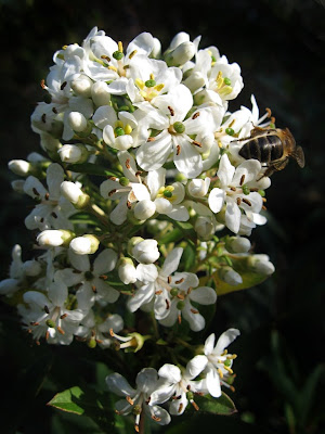 Uruguay's wildlife & Natural sanctuaries - Santuarios naturales & flora ...