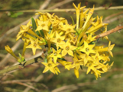 Uruguay's wildlife & Natural sanctuaries - Santuarios naturales & flora ...