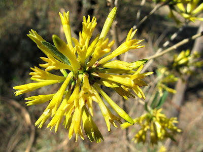 Uruguay's wildlife & Natural sanctuaries - Santuarios naturales & flora ...
