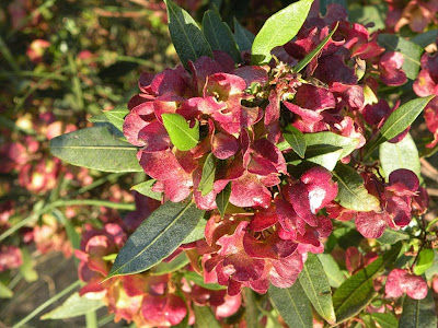 Uruguay's wildlife & Natural sanctuaries - Santuarios naturales & flora ...