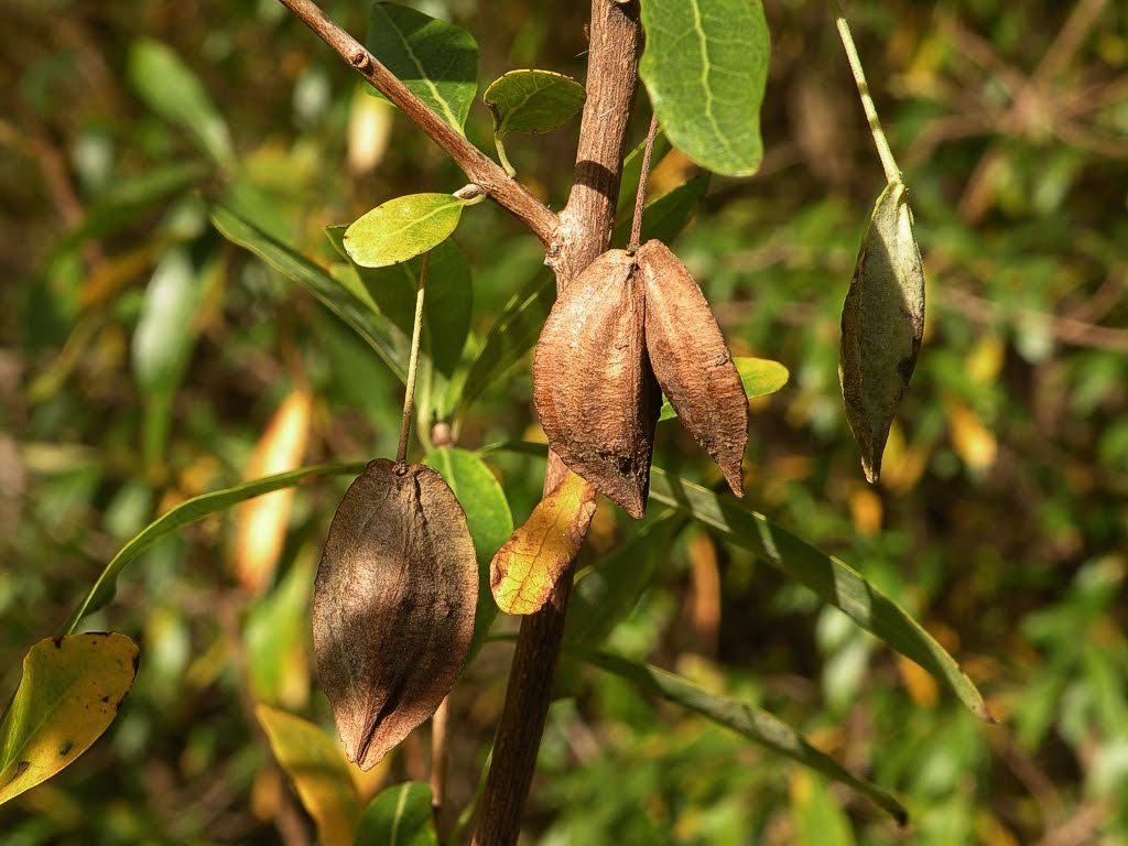 Uruguay's wildlife & Natural sanctuaries - Santuarios naturales & flora ...