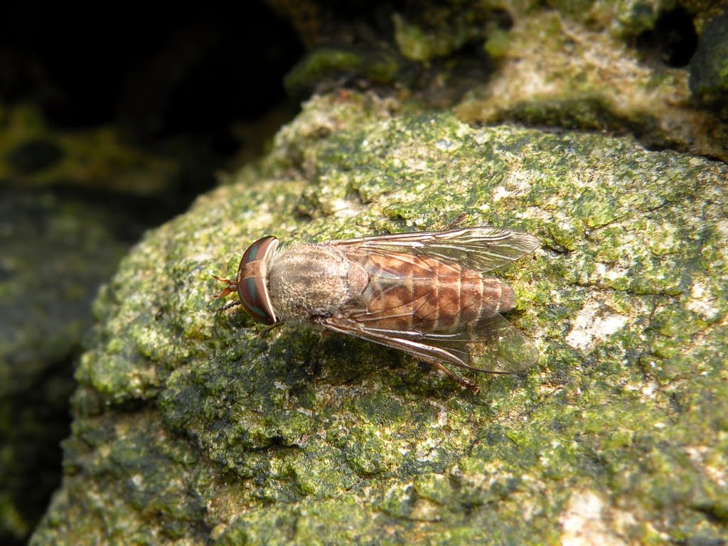 Uruguay's wildlife & Natural sanctuaries - Santuarios naturales & flora ...