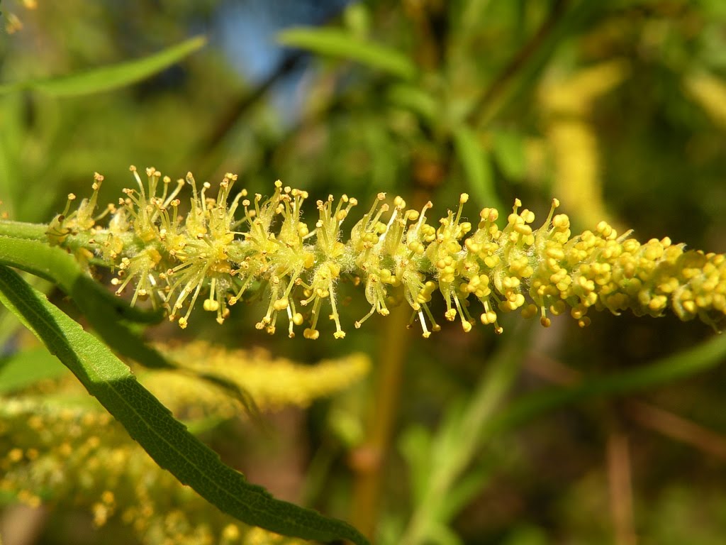 Uruguay's wildlife & Natural sanctuaries - Santuarios naturales & flora ...