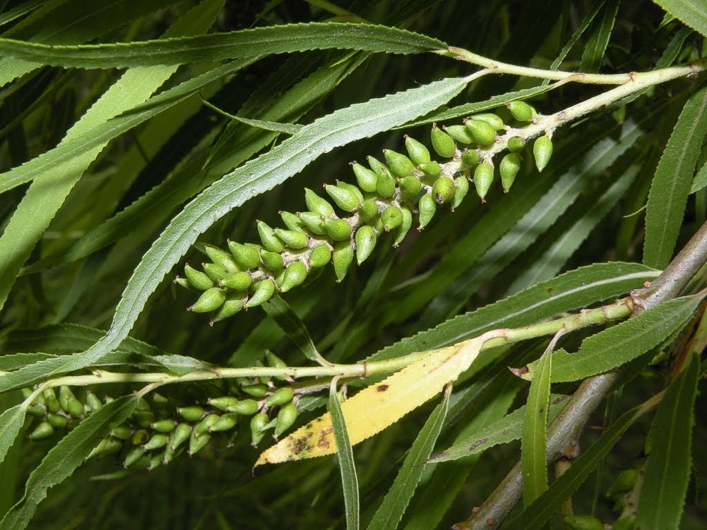 Uruguay's wildlife & Natural sanctuaries - Santuarios naturales & flora ...