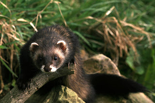 Polecat - Ferret - A Comparison | Our Pets, We Love 'Em