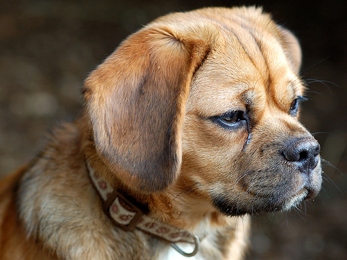 Puggles: A Popular Designer Dog Breed | Our Pets, We Love 'Em