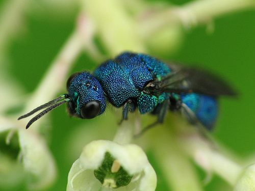 The Time I Had a Pet Blue Wasp | Our Pets, We Love 'Em