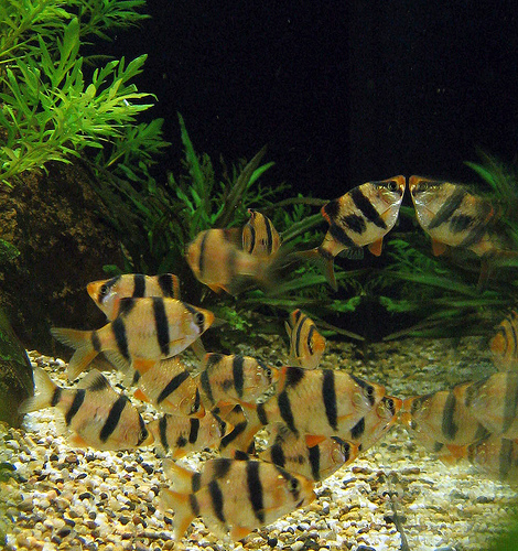 Proper Tiger Barb Fish Care | Our Pets, We Love 'Em