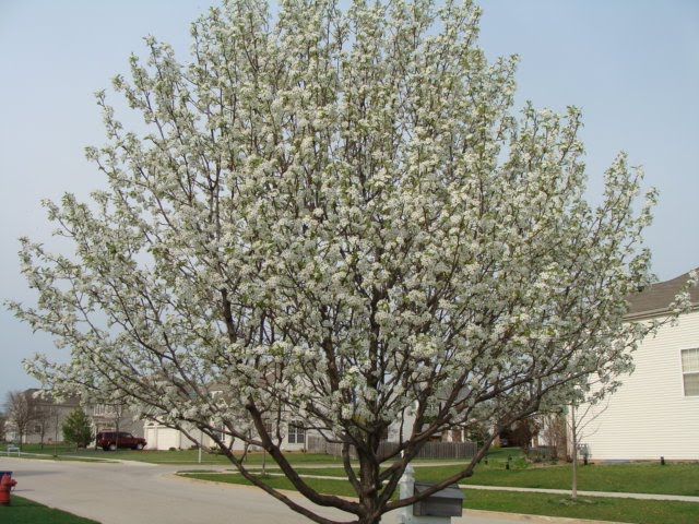 The Martha Initiative: The Stink Tree and Fanta