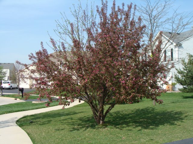 The Martha Initiative: The Stink Tree and Fanta