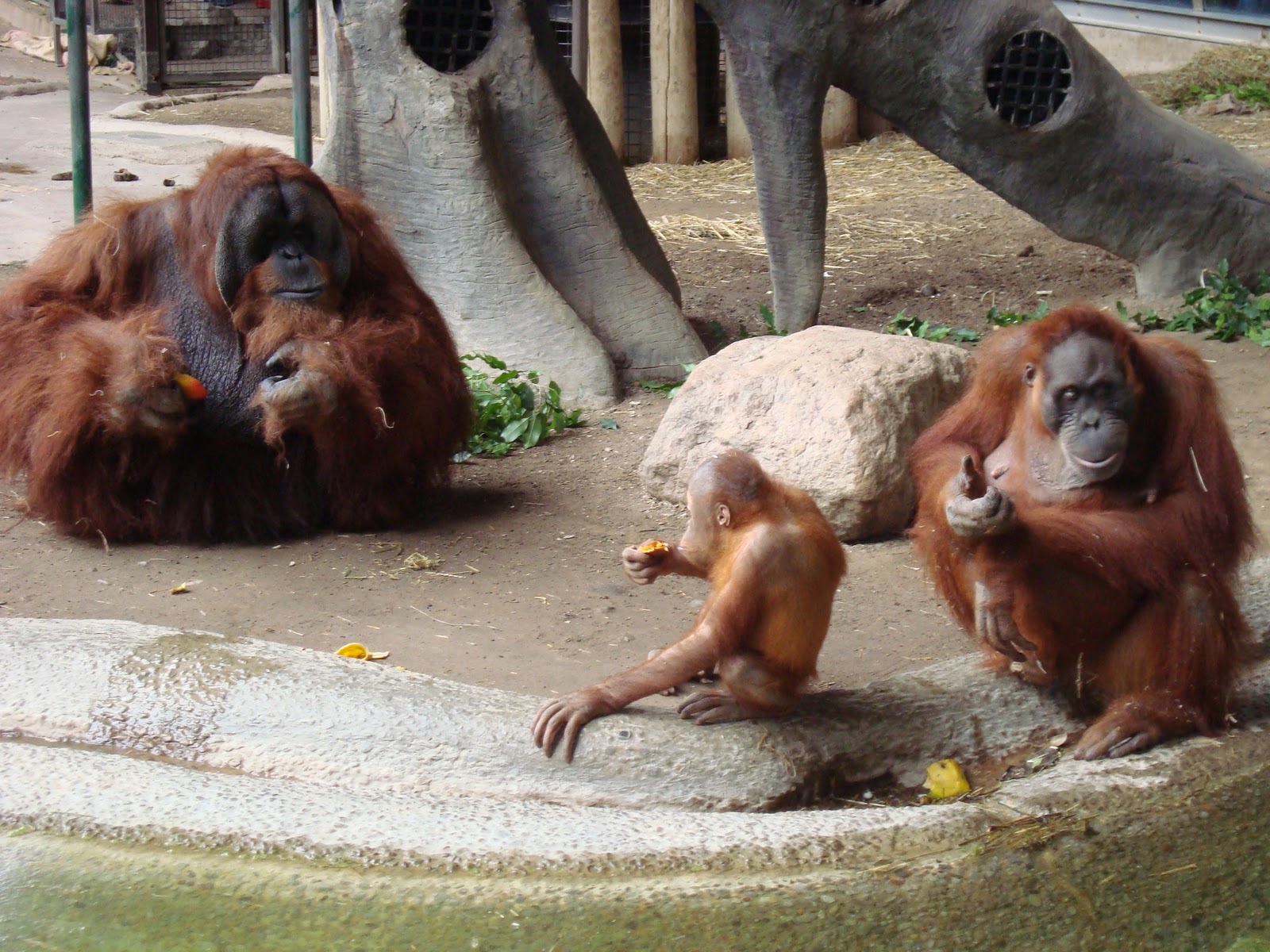 New Era For Orang-utan: ANATOMY AND PHYSIOLOGY