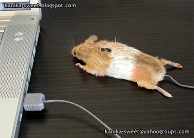Amazing: Real Computer ‘Mouse’