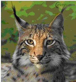 Projectes Telemàtics2: Protected animals in Catalonia and Spain