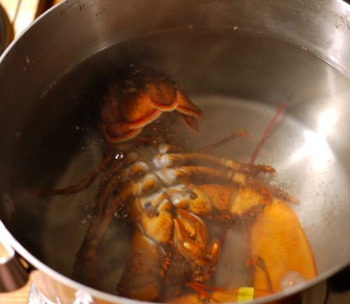 Jane's Sonntagsbraten: Hummer Rezept, Provencalische Art