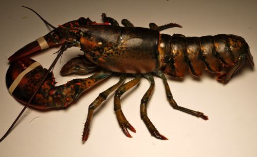 Jane's Sonntagsbraten: Hummer Rezept, Provencalische Art