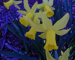 Outside Clyde: Blue Daffodils