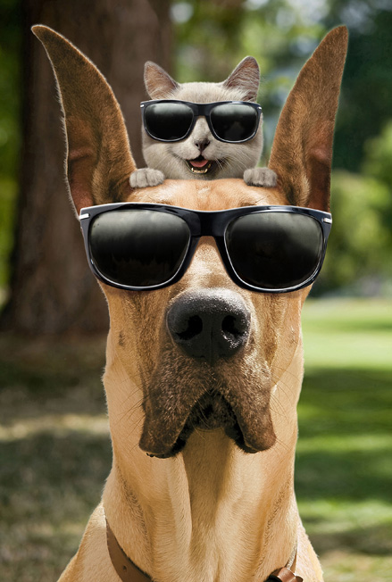 Marmaduke - Gay NYC Dad