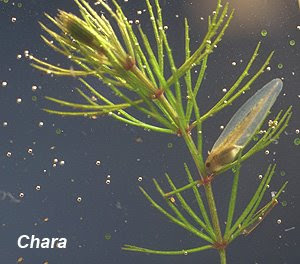 GURU PENDIDIKAN BIOLOGI: MAKALAH CHLOROPHYTA