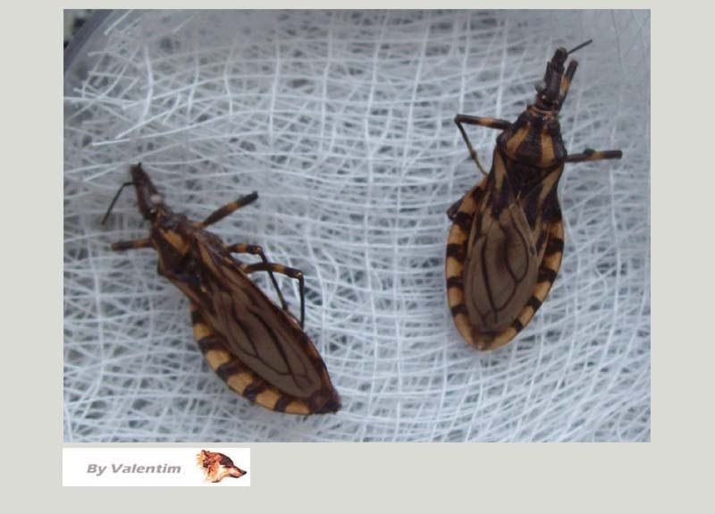 Wolfire- Science: Triatoma sp e Triatoma infestans