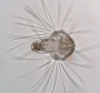 Invertebrate Embryology: Sabellaria cementarium larvae
