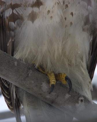All of Nature: Red Tailed Hawk
