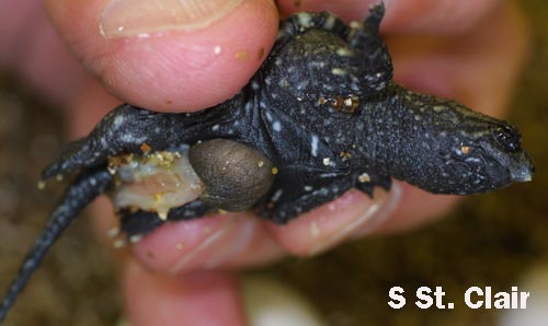 All of Nature: Snapping Turtle Eggs