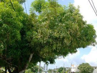 Stinnettes on Guam: Mangoes, Jewelry and Signs...