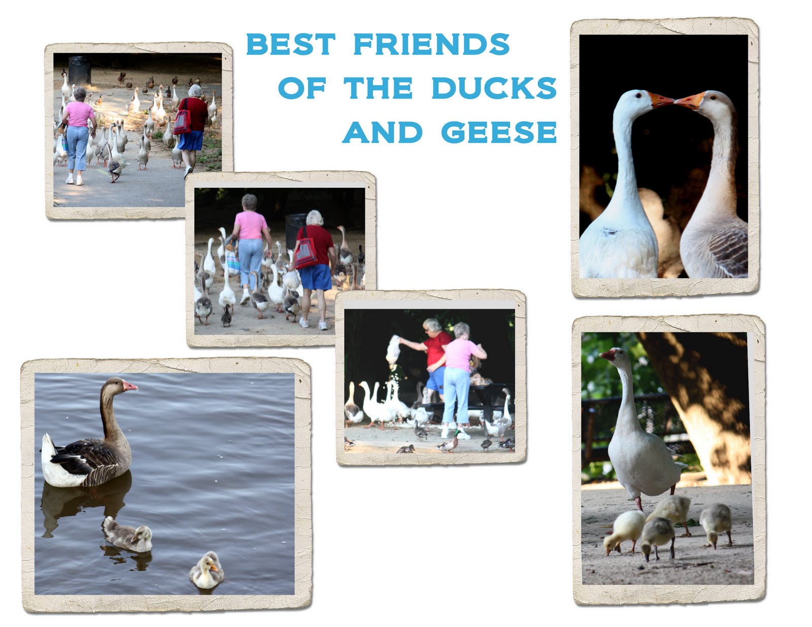 RIVERWALK THOUGHTS - THE BEAUTY OF NATURE: BEST FRIENDS OF THE DUCKS ...