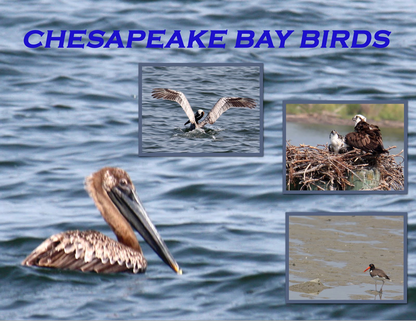RIVERWALK THOUGHTS - THE BEAUTY OF NATURE: CHESAPEAKE BAY BIRDS