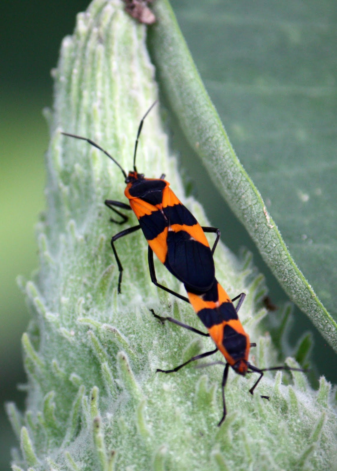 RIVERWALK THOUGHTS - THE BEAUTY OF NATURE: THE BUG WITH TWO HEADS