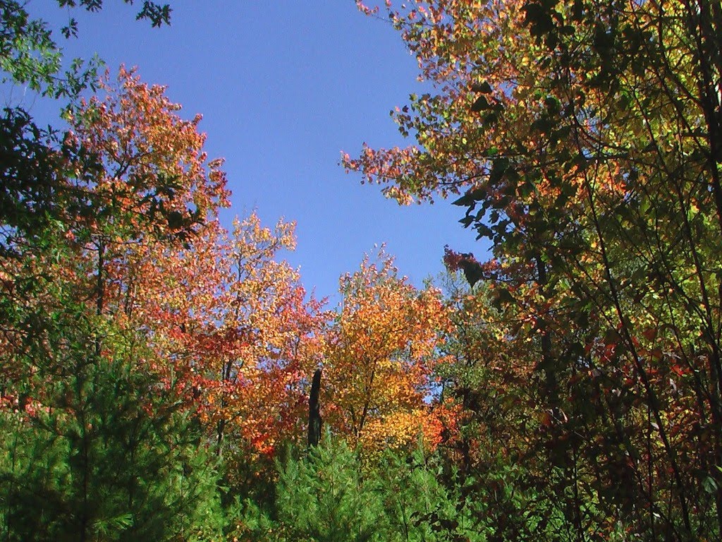 What A View!!! : Campground Review - Sturgeon Bend, Faithorn Township ...
