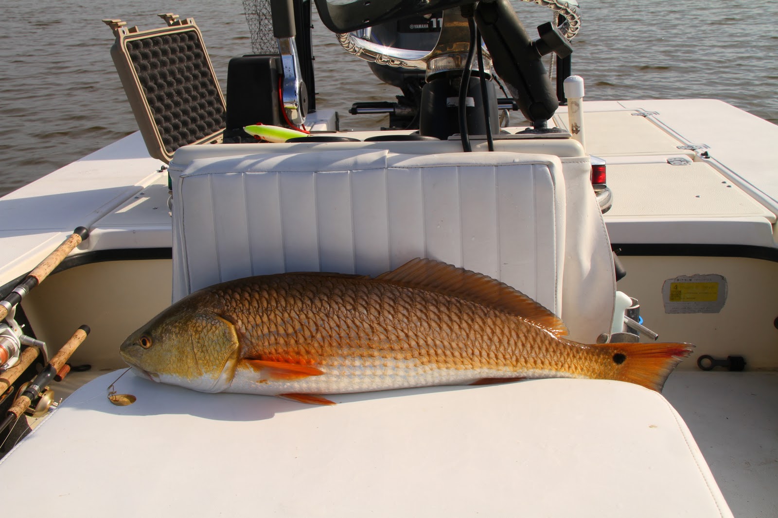 Tarpon Tails: Wonder why they are called red fish?