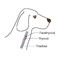 Our Dog Tanu: What is Canine Parathyroid Cancer?