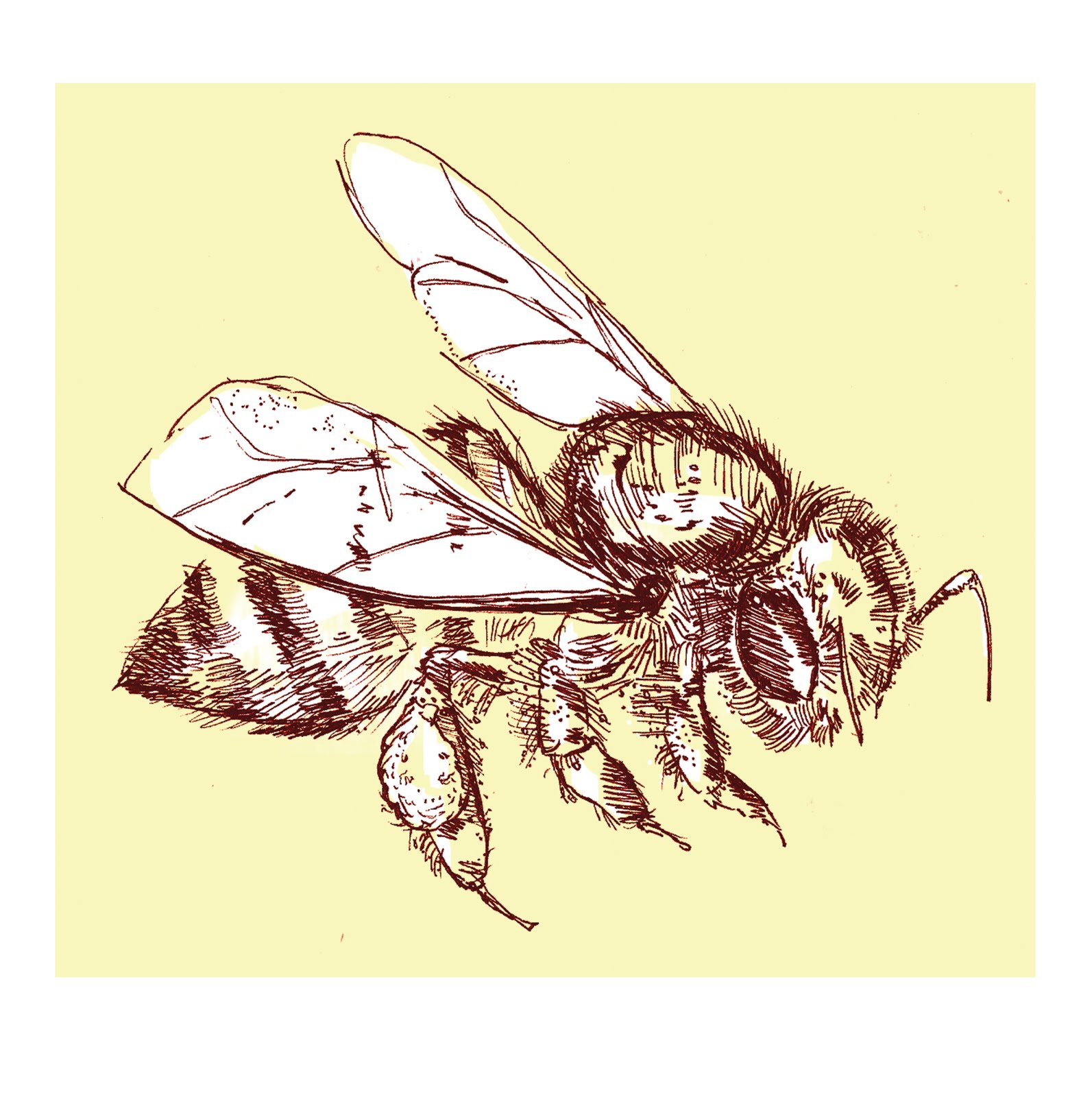 Dan's Illustration Blog: Bee Spot Illustration