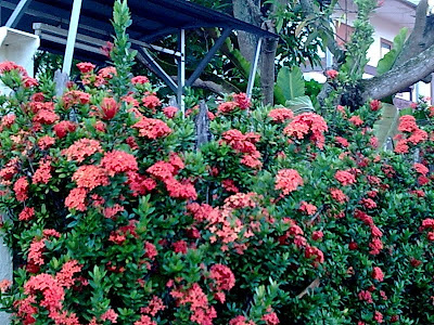 blindperfect: 164. Bunga Madu