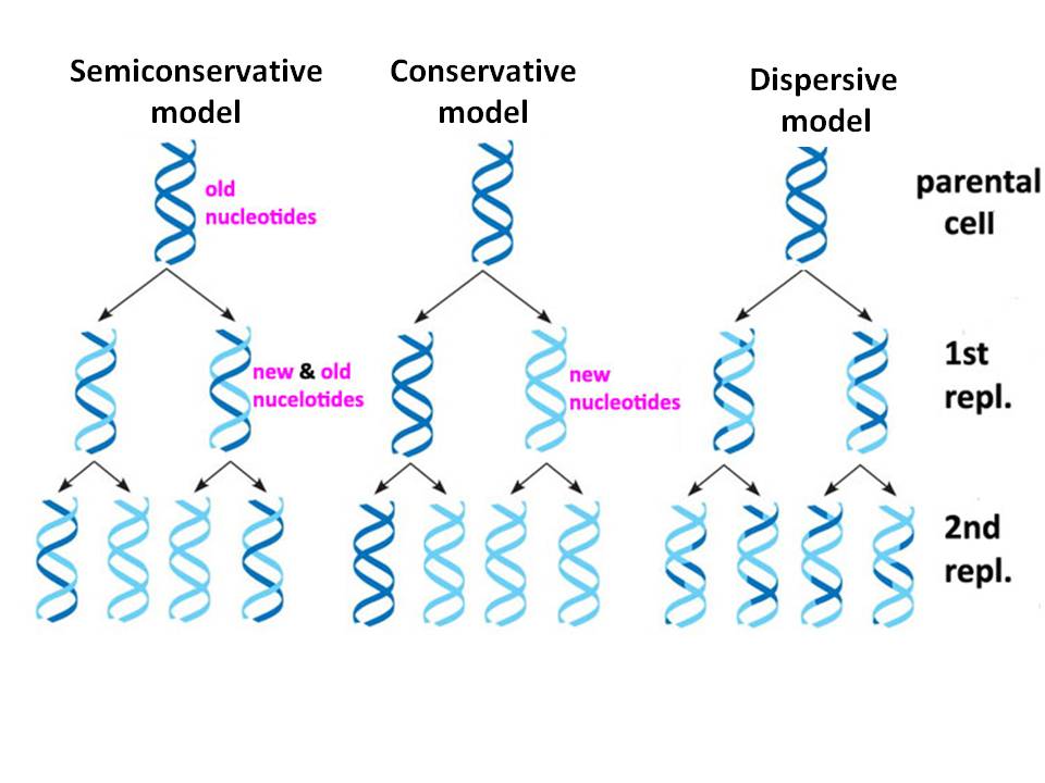 Sutton's AP Biology: Intro to DNA Replication