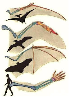 Pterodactylus (ou Pterodáctilo)