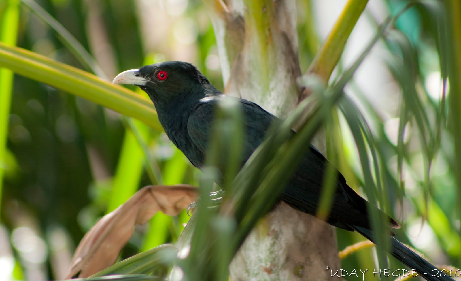 EXPEDITION ...........Through my lens: Asian Koel