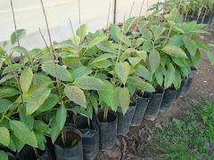 VIVERO "LOS ARRAYANES": RECOMENDACIONES EN PALTOS