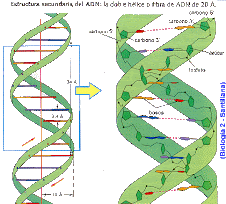 Estrutura del ADN: MODELO DE WATSON Y CRICK