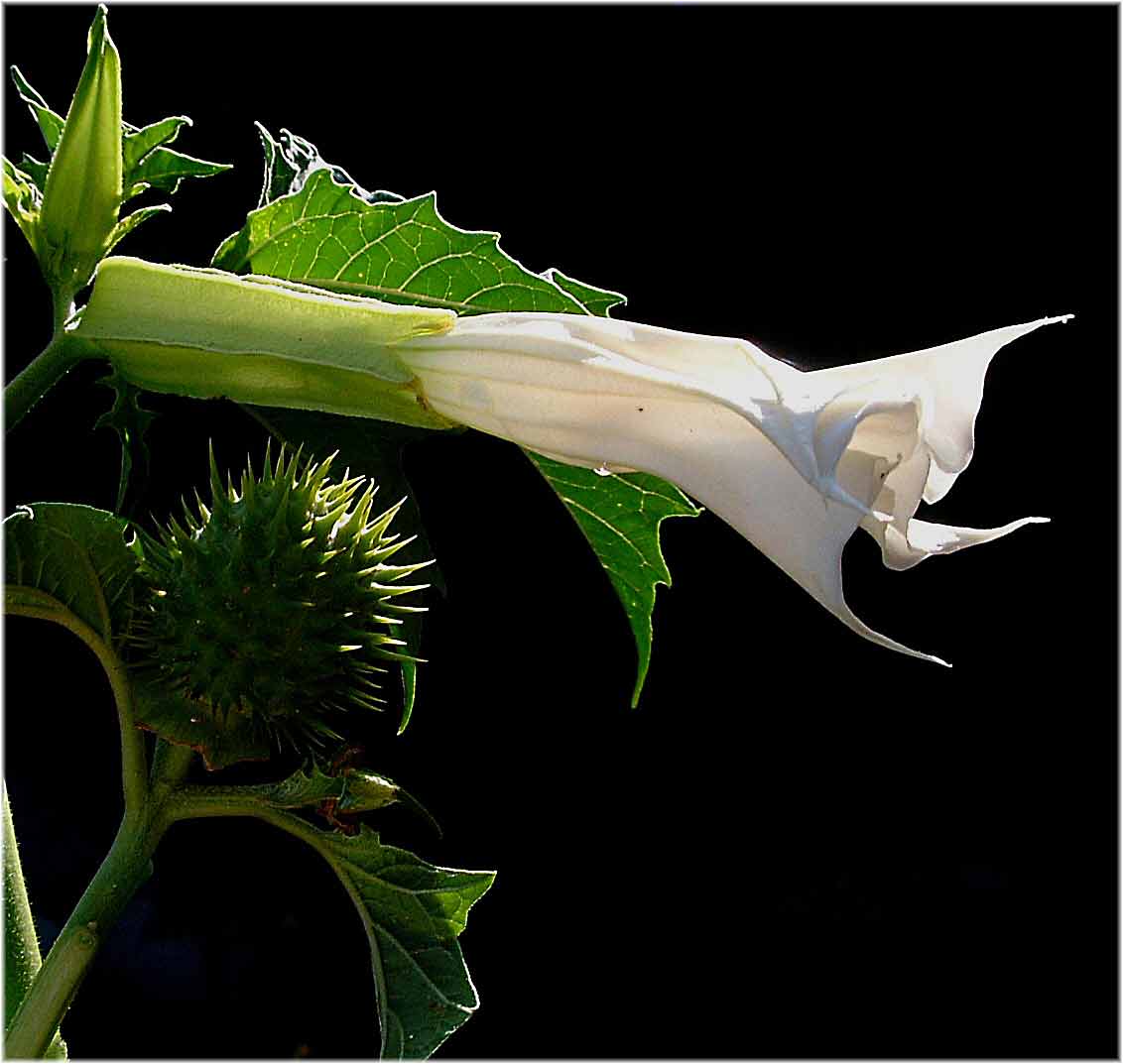 saerter: Datura stramonium L.