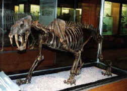 Smilodon populator