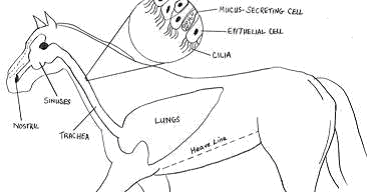 Chronic Obstructive Pulmonary Disease In Horses