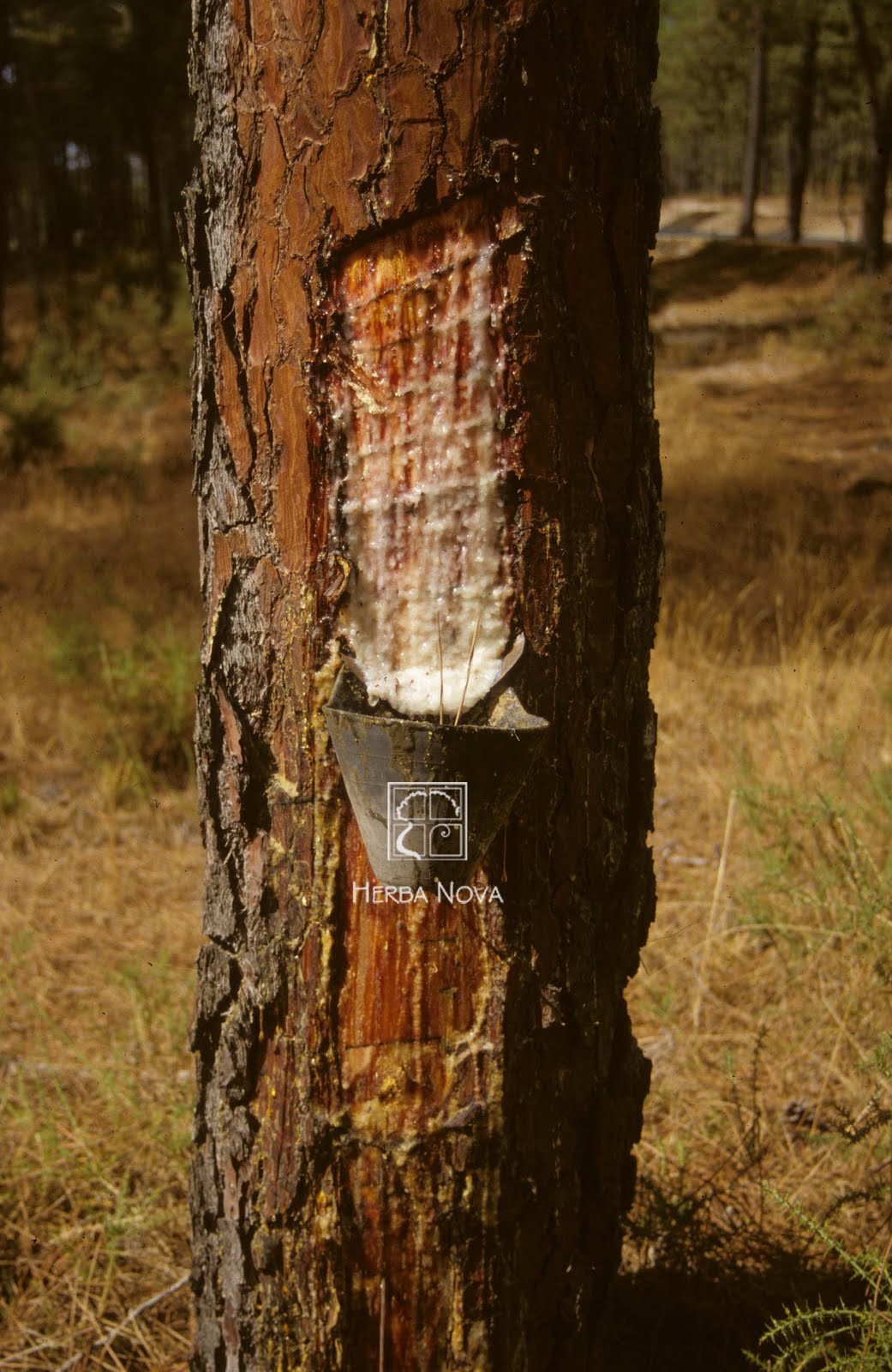 Blog de Paisajismo Herba Nova: Árboles quijotescos (VI)