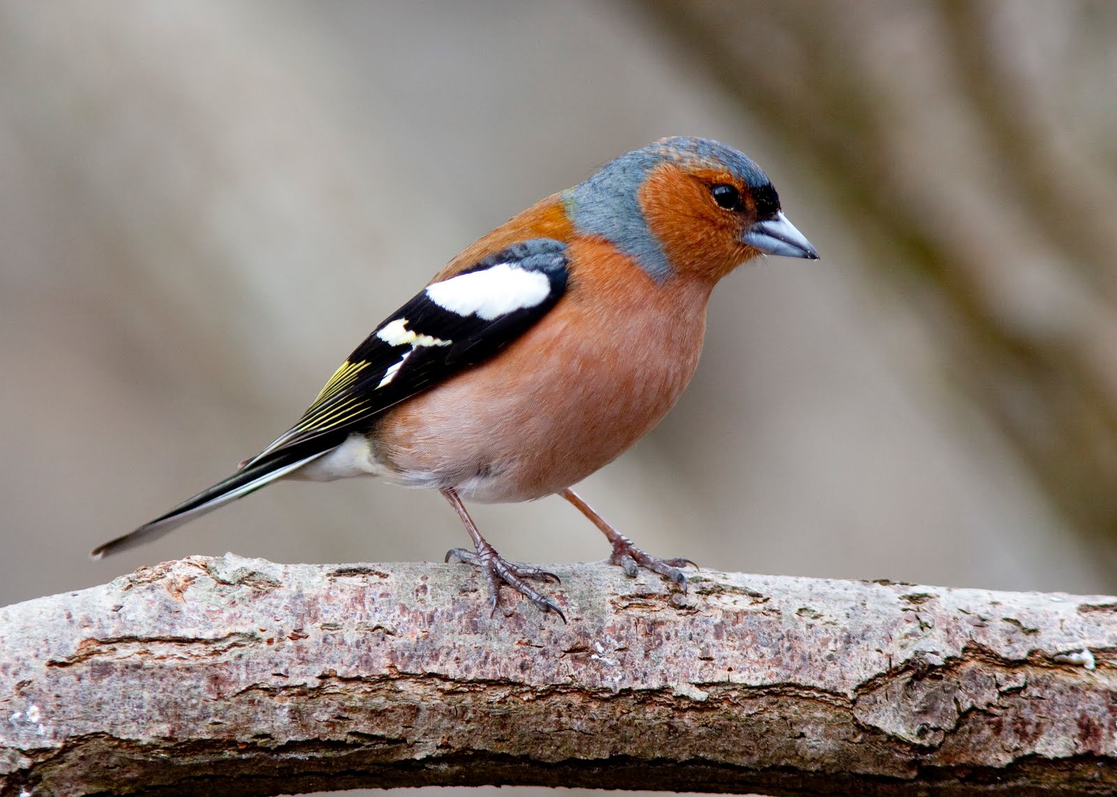 Norsk Zoologisk Forening Sørlandsavdelingen: Dagens art: Bokfink