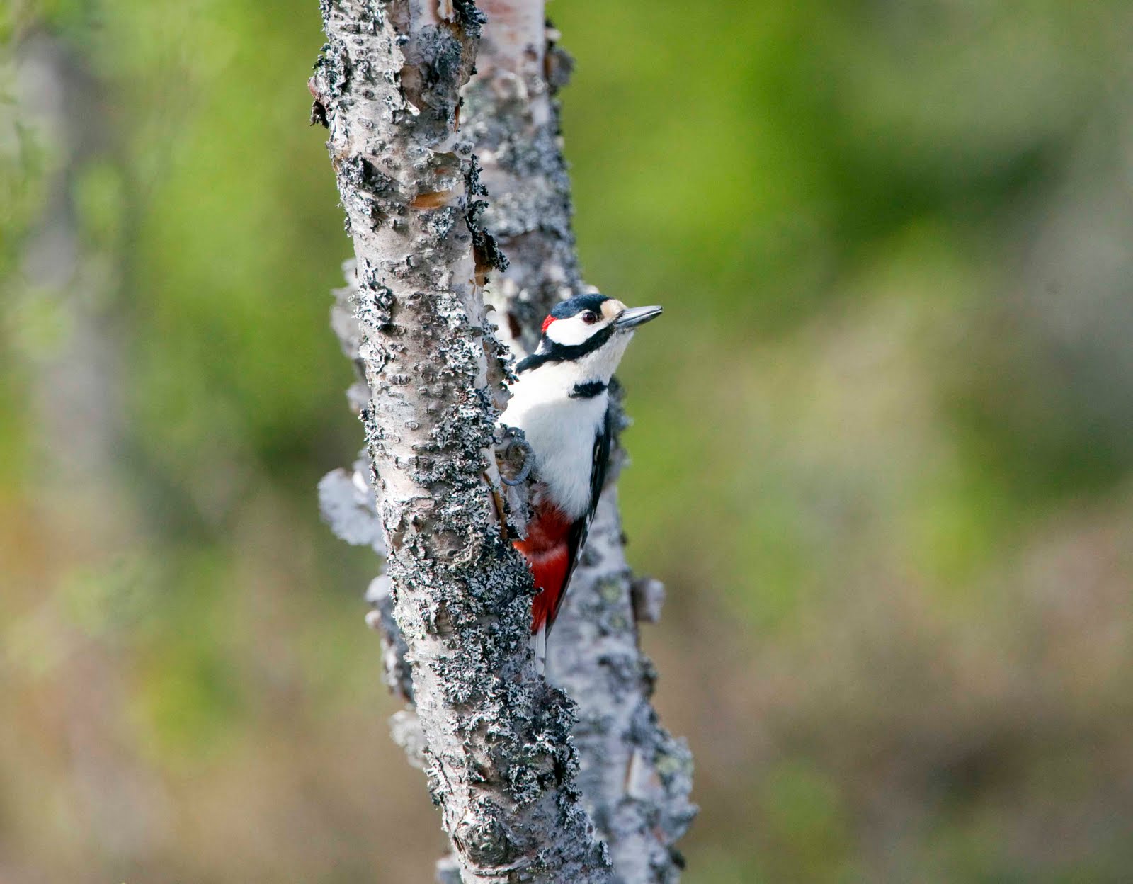 Norsk Zoologisk Forening Sørlandsavdelingen: Rapport fra Bykle i Pinsehelga