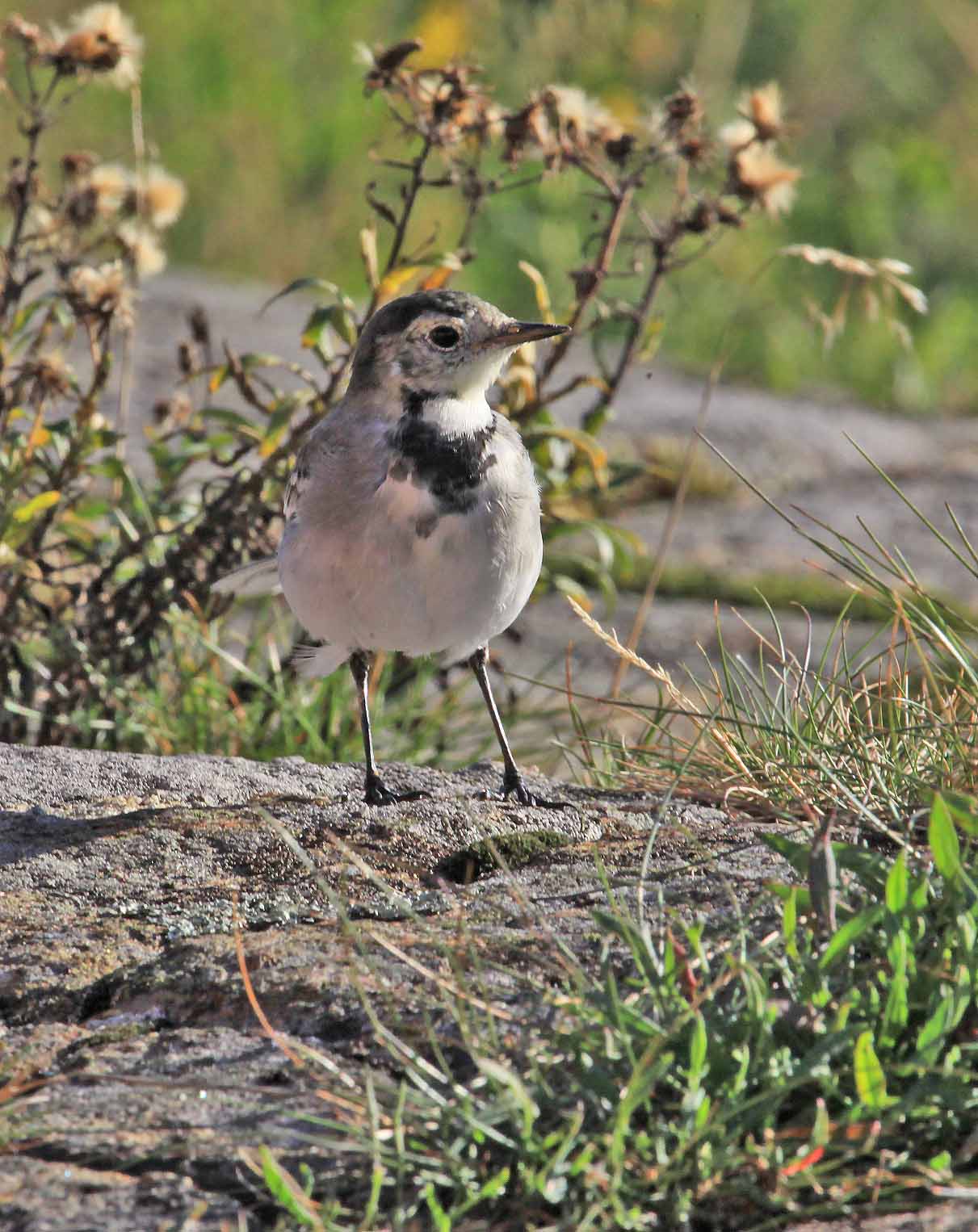Norsk Zoologisk Forening Sørlandsavdelingen: Lyngør 17.-19. september